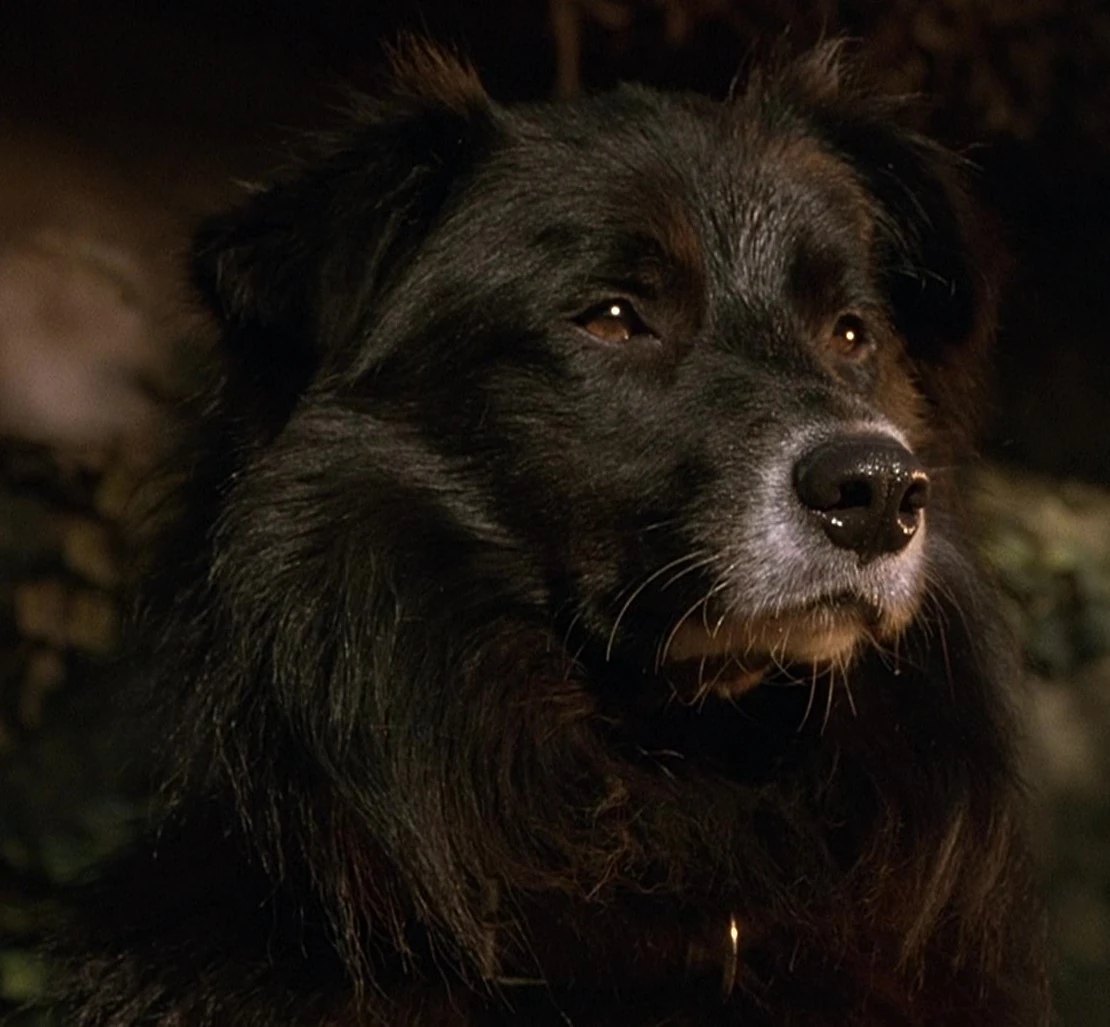 Hugo Weaving | Film and Television Wikia | Fandom