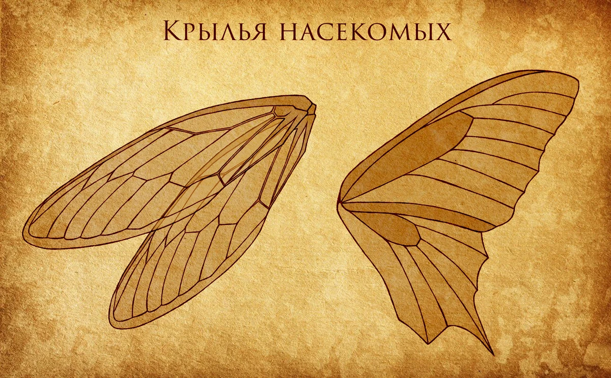 Крылья насекомых (аномалия) | Avgard Вики | Fandom