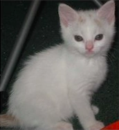 Yeti | Angry Video Game Nerd Wiki | Fandom