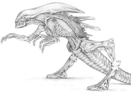 Queen (Acheron) | Xenopedia | Fandom