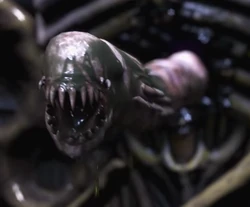 Xenomorph Chestburster