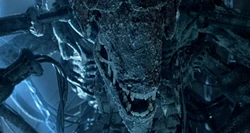 Alien Vs Predator Queen