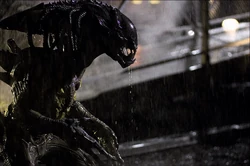 Predalien Spacca Petto