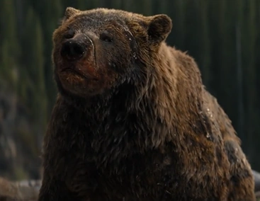 Bear | Xenopedia | Fandom