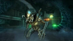 Avp Evolution Predalien