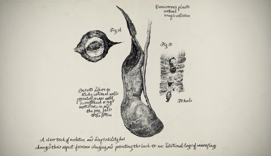 Pitcher Plant | Xenopedia | Fandom