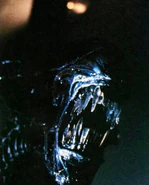 Queen (Acheron) | Xenopedia | Fandom
