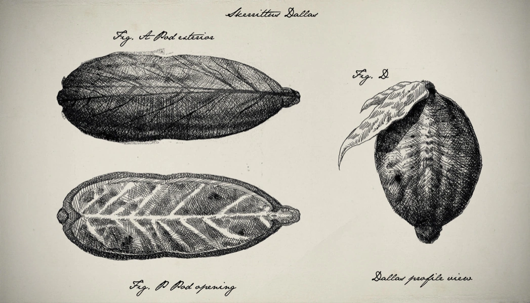 Seed Pod | Xenopedia | Fandom