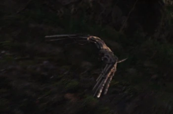 Falcon | Xenopedia | Fandom