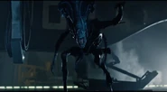 Queen (Acheron) | Xenopedia | Fandom