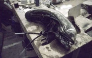 The Alien (Xenomorph) | Xenopedia | Fandom