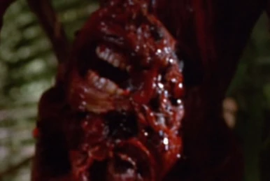 predator king willie