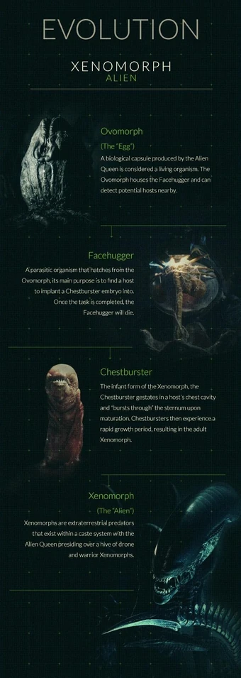 Alien Xenomorph Different Types