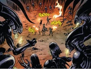 Xenomorph (LV-223) | Xenopedia | Fandom