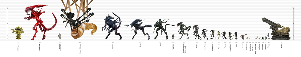 User blog:AuferstandenAusRuinen/My Xenomorph Size Chart | Xenopedia ...