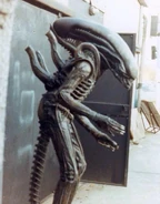 The Alien (Xenomorph) | Xenopedia | Fandom