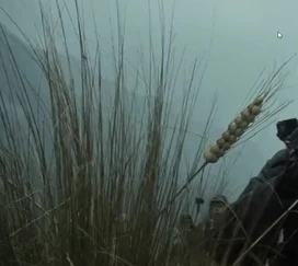 Wheat | Xenopedia | Fandom