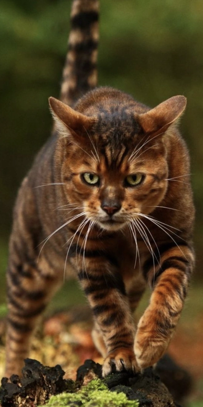 Copperflame | AWRP2 Wiki | Fandom