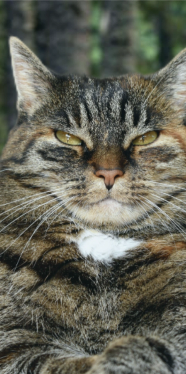 Lynxstar | AWRP2 Wiki | Fandom