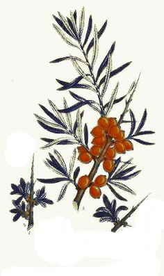 Argousier de Vesh'arak | Wiki Azjol-nerub | Fandom