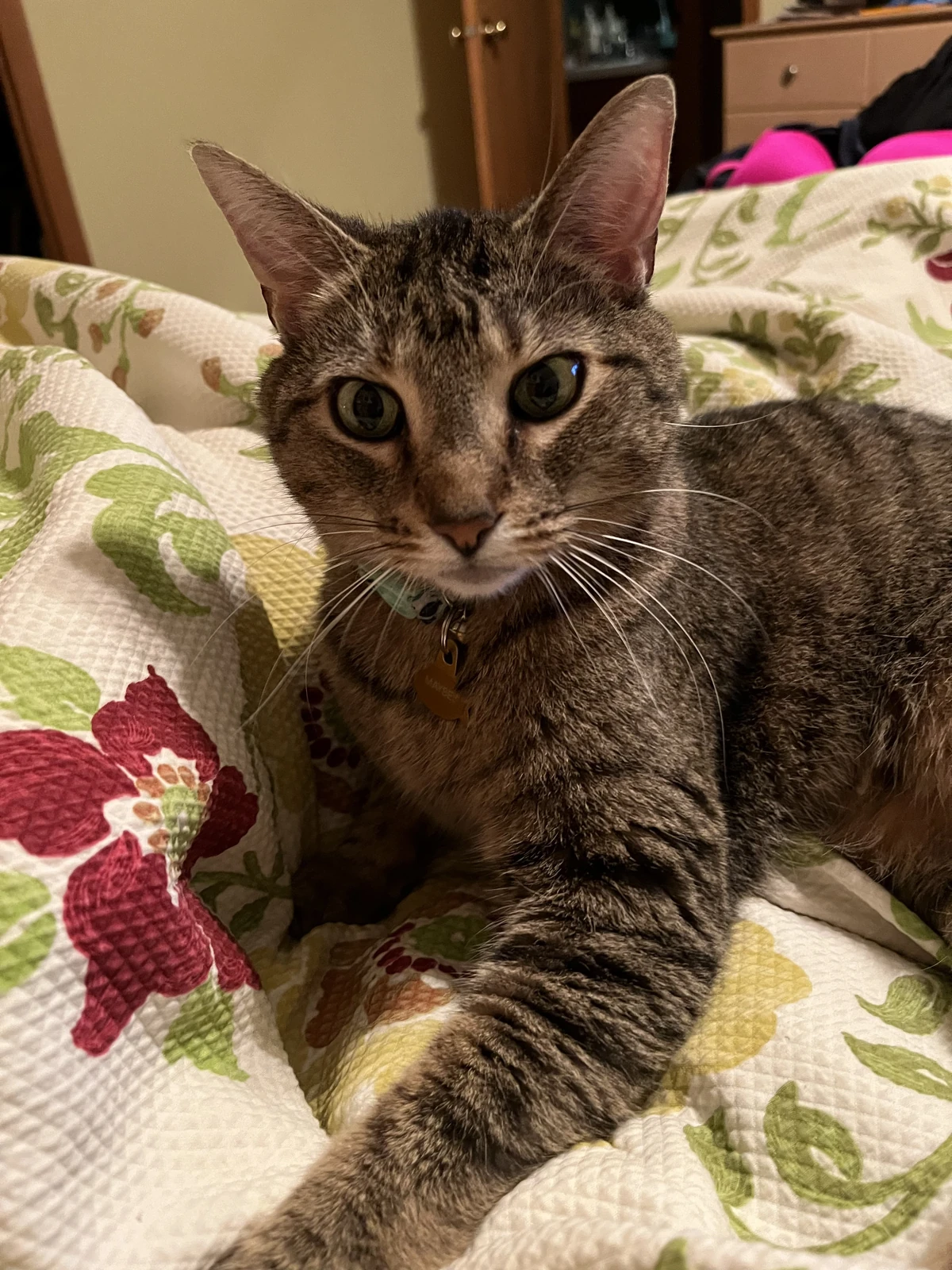 Cat | Ranger's Epic Corner | Fandom