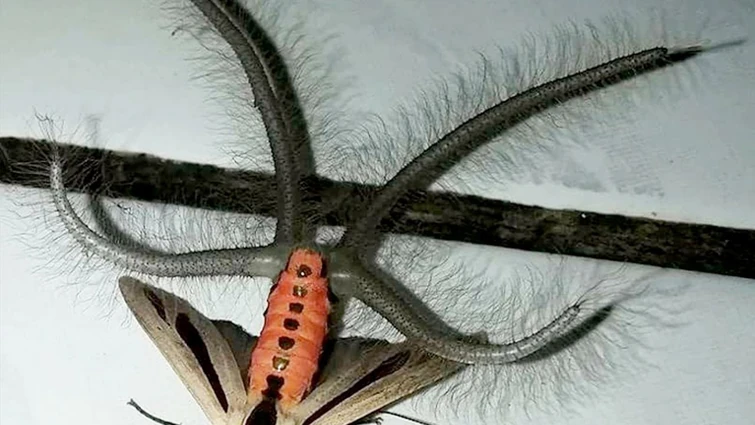 Ogscule evolution(gore warning) | Fandom