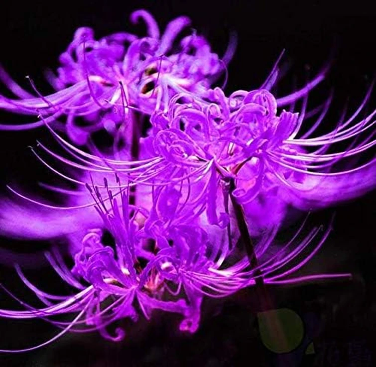 what are y’alls favorite flowers? | Fandom