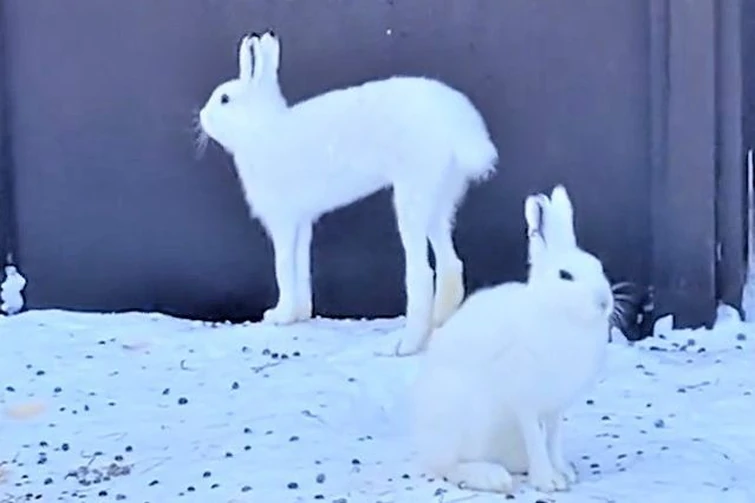 A pet rabbit named Daifuku appears in Wonderful Precure. So let me ...