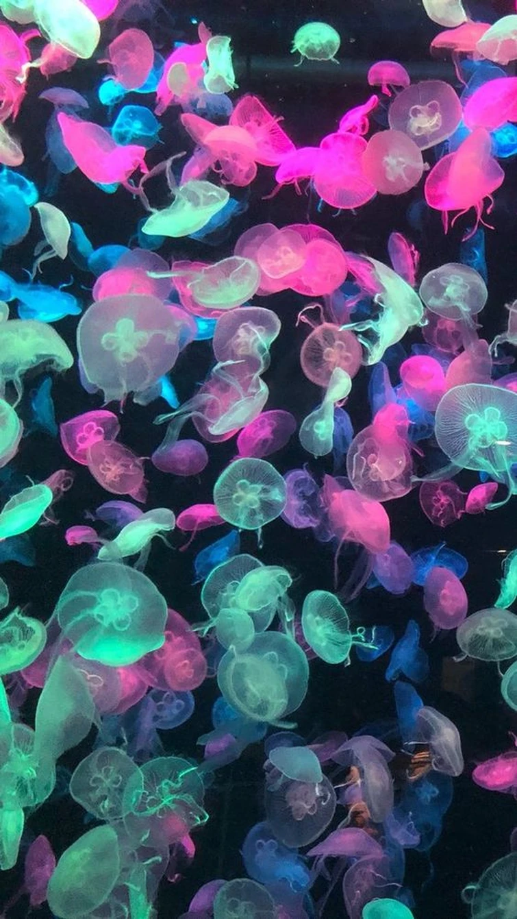 jellyfish | Fandom