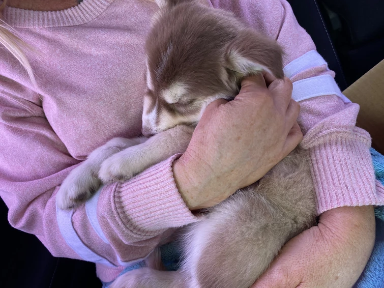 WEVE GOT THE PUPPY | Fandom