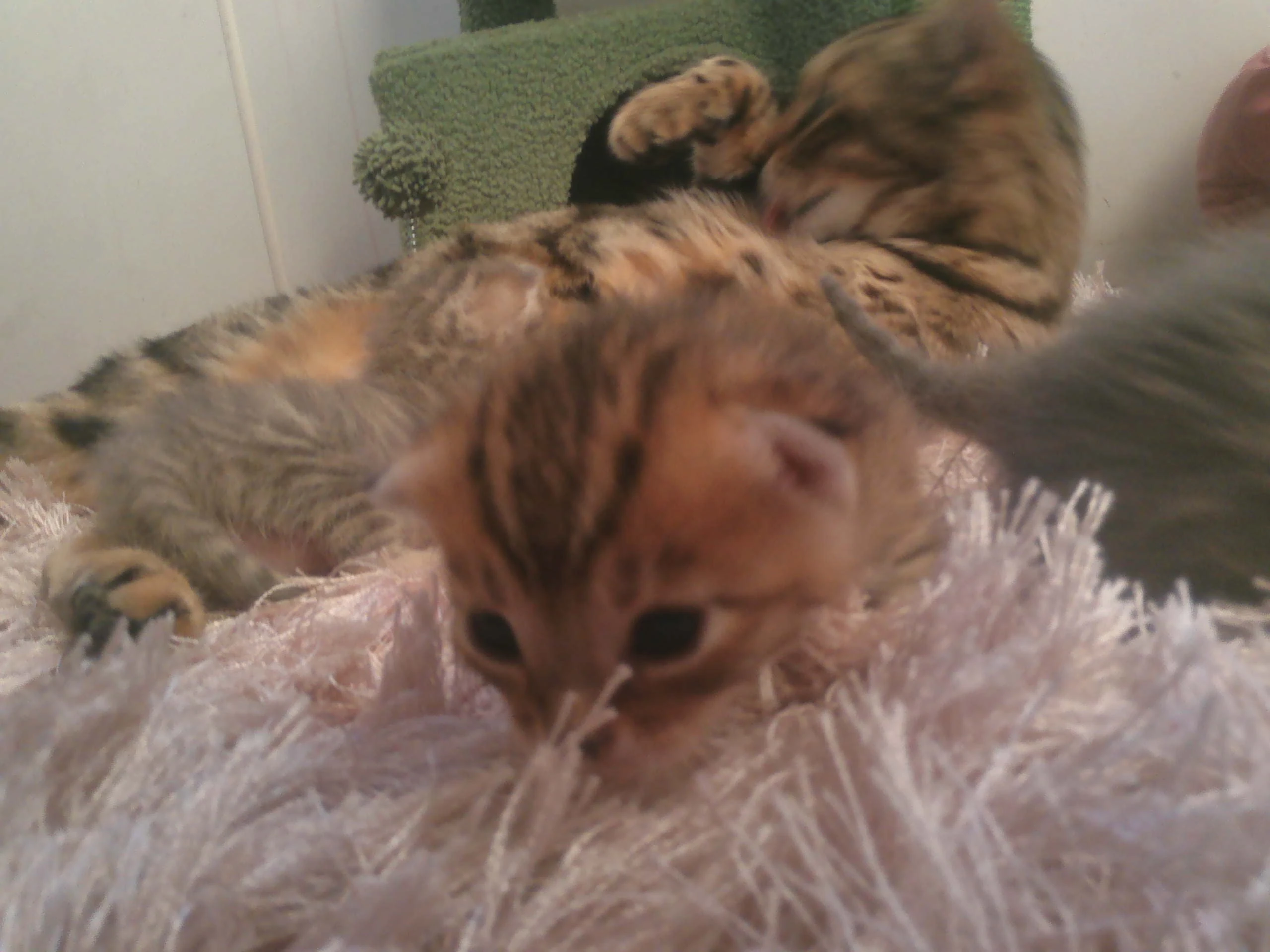 name my poosay cat pls theres 3 MAKE SURE THE NAME SLAYS | Fandom