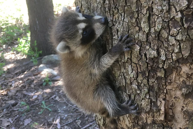 Raccoon Appreciation Post 2: Baby Edition | Fandom