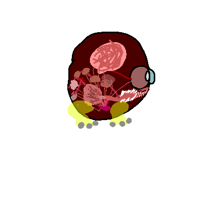 Enphosian anatomy (NOVOPANGEA CANON) | Fandom