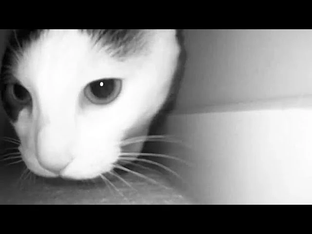 mrrp mrrp meow mrrp meow | Fandom