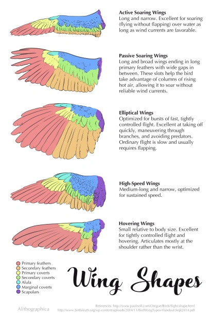pterosaur wing shapes, anyone? | Fandom