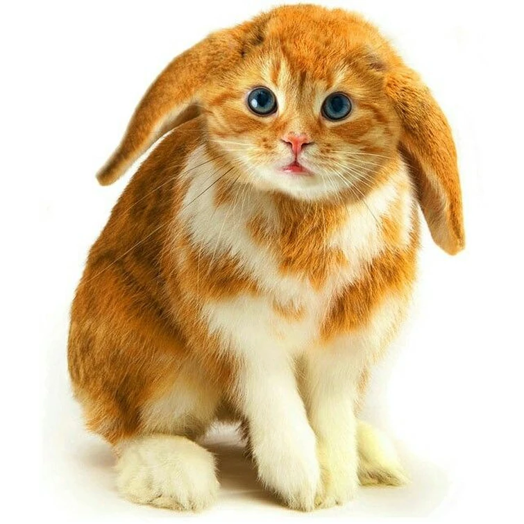 Half Cat, Half Rabbit. | Fandom