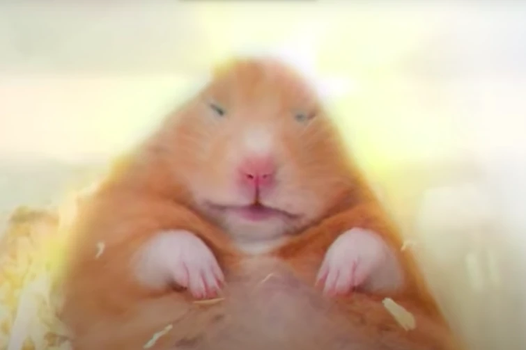 i need a derpy hamster creature | Fandom