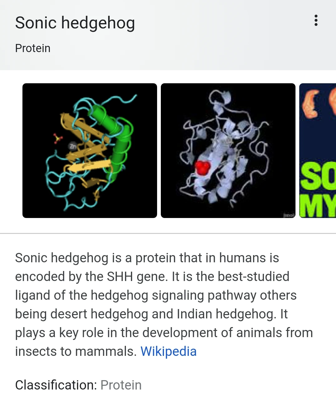 Sonic Hedgehog Protein