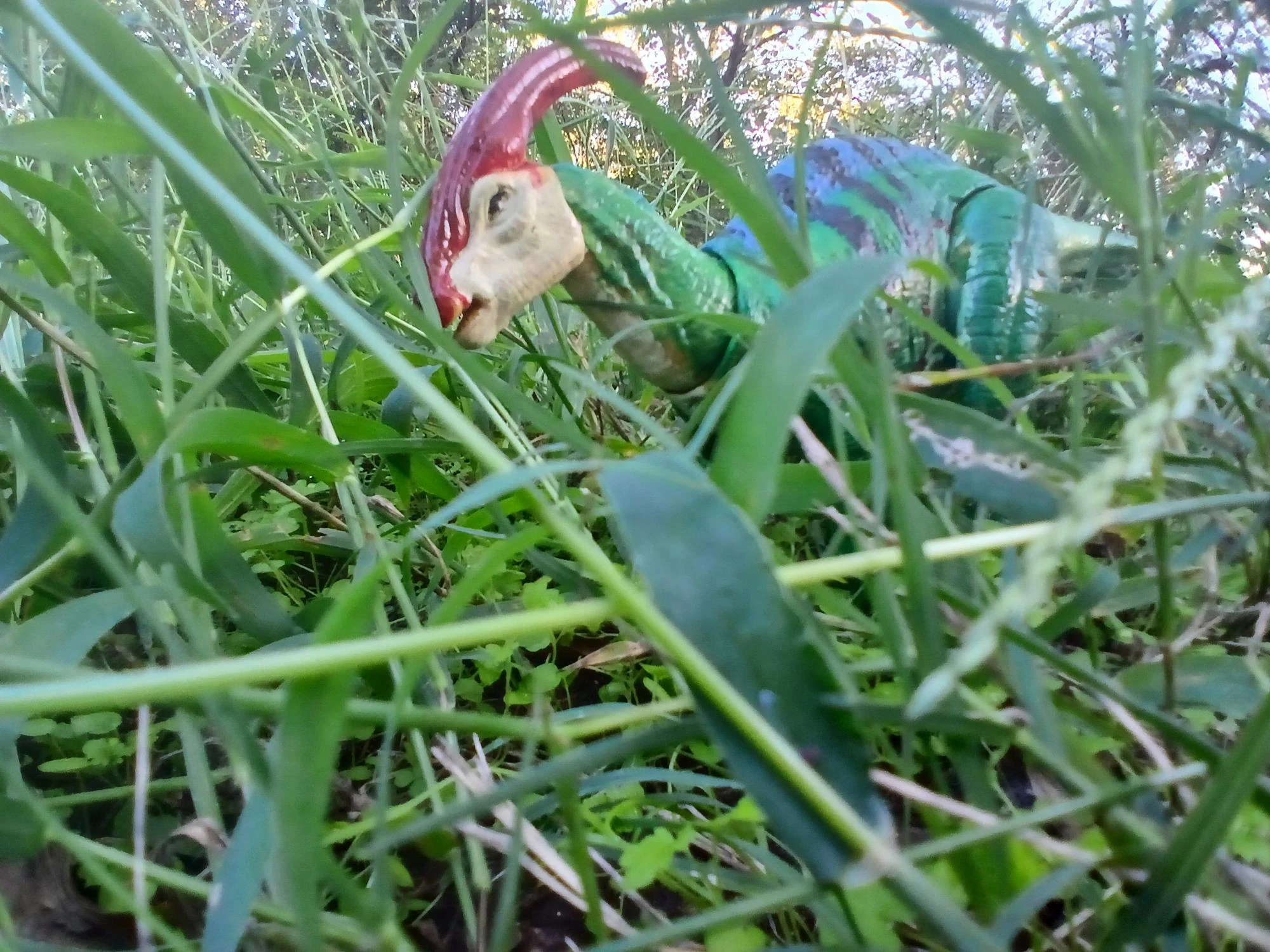 Jp1 parasaurolophus | Fandom