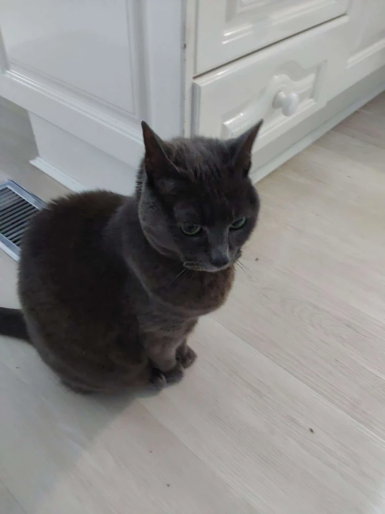 I made my cat as a marker OwO | Fandom