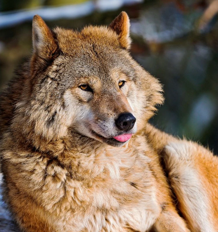 When will we get a wolf | Fandom