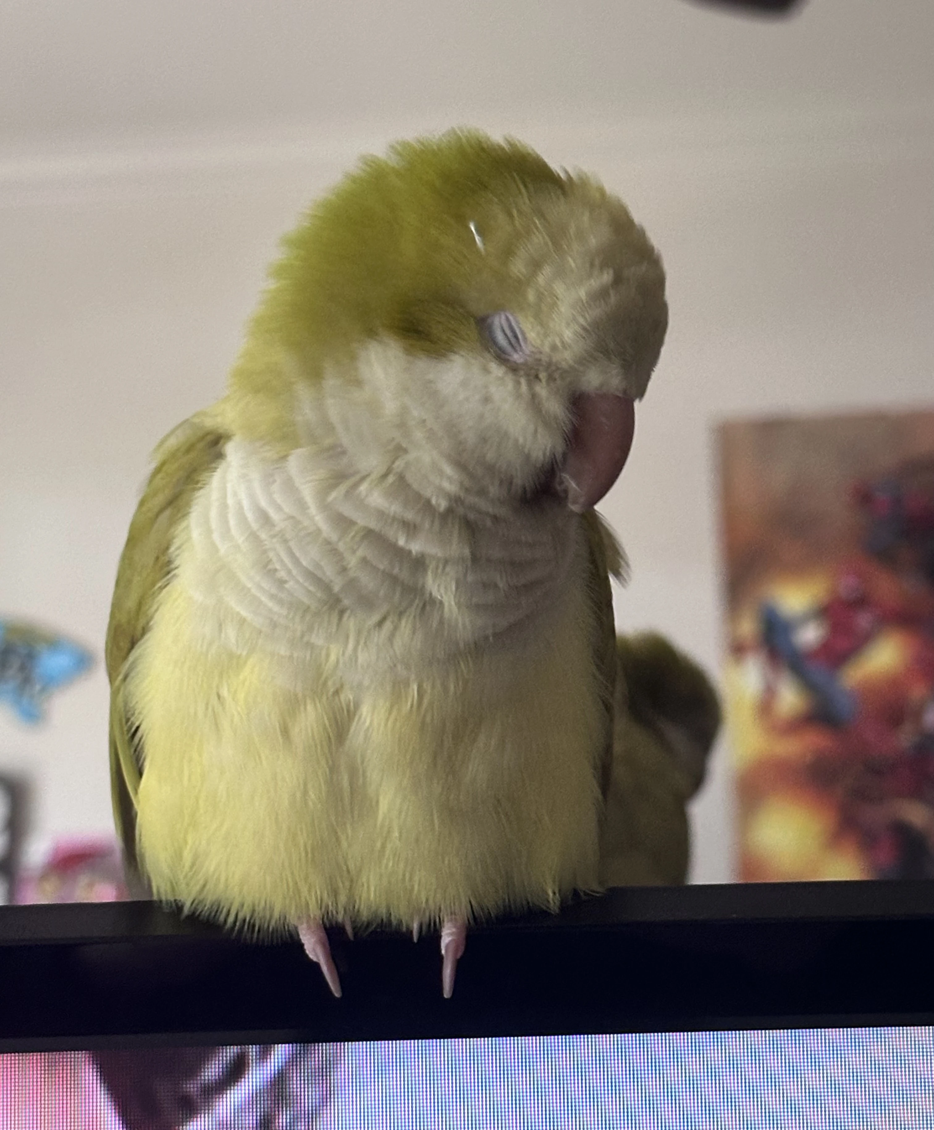 uhh really bored so here’s a photodump but it’s just my bird | Fandom