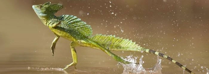 what is the most badass animal you know | Fandom