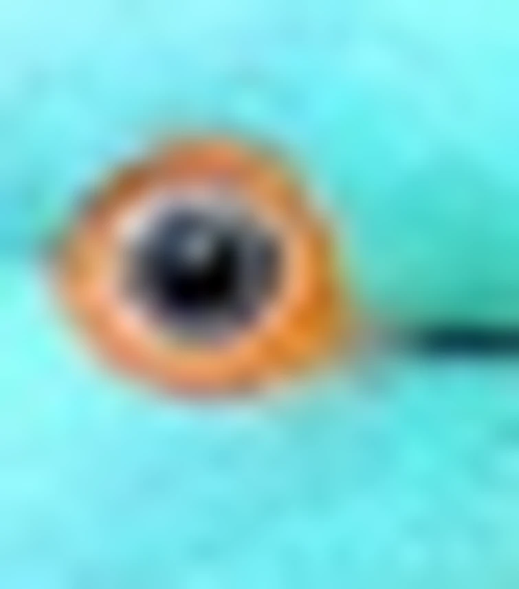 guess bird by eye | Fandom