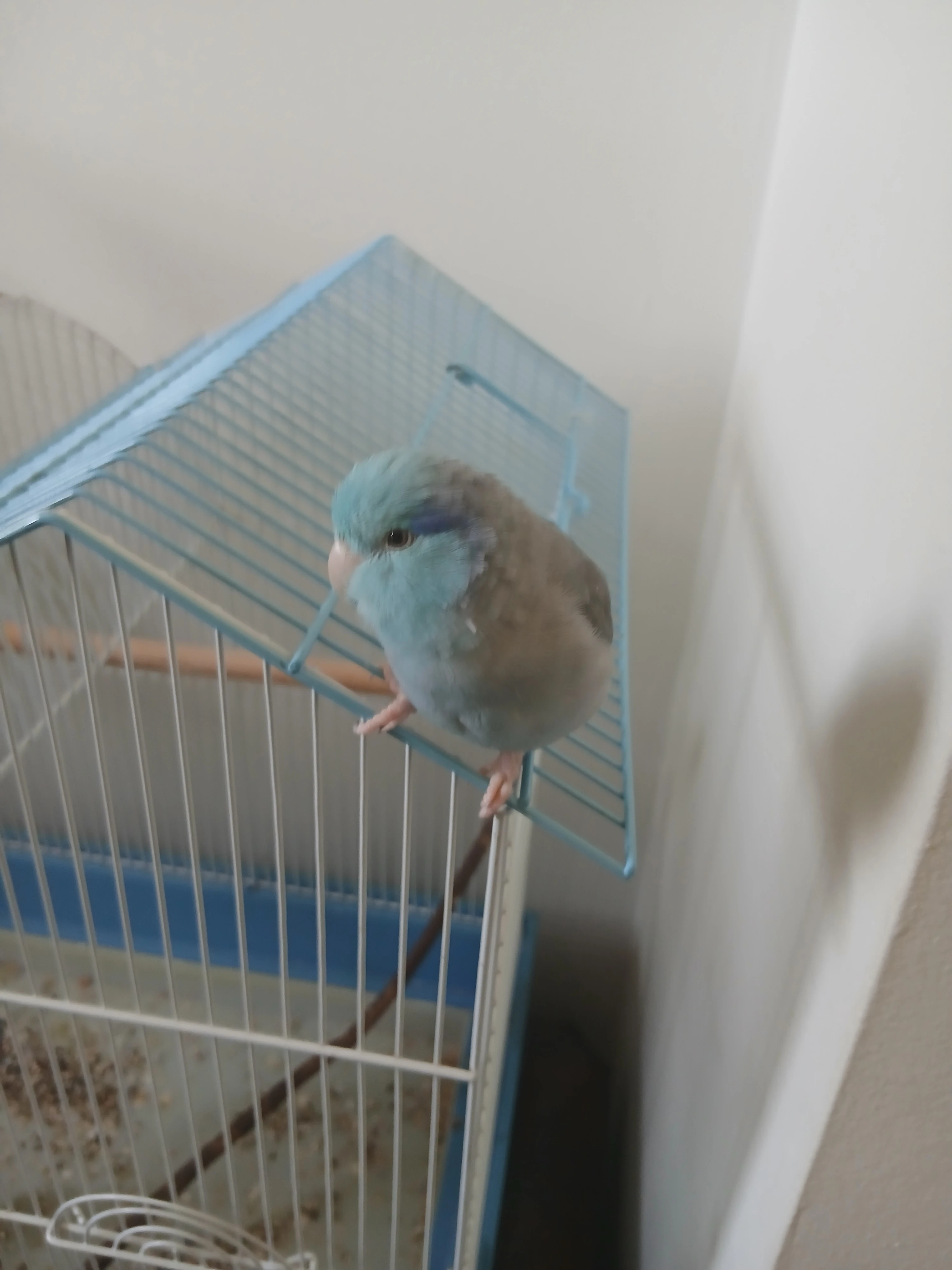 birb reveal | Fandom
