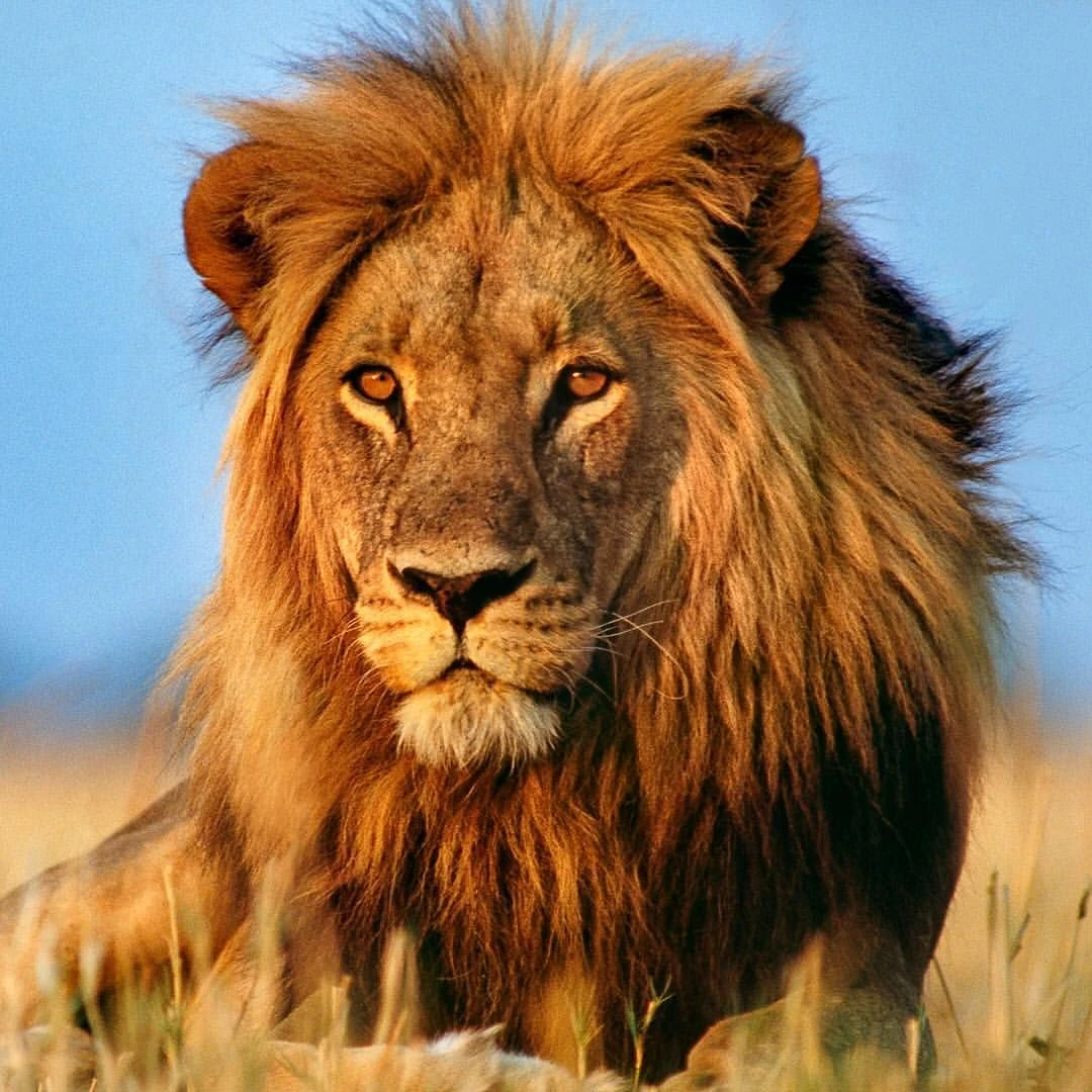 Favorite animal | Fandom