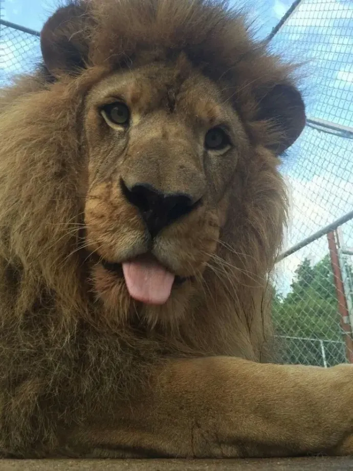 Okay chat i need some suggestions | Fandom