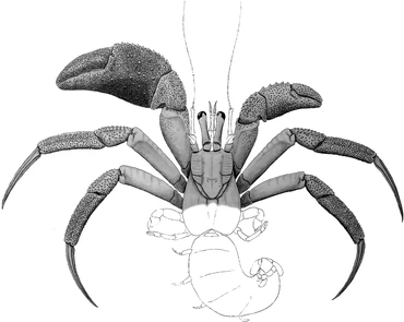 Discuss Everything About Prehistoria Fandom | Fandom