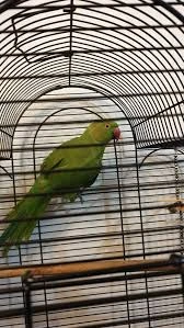 My pet dragon | Fandom