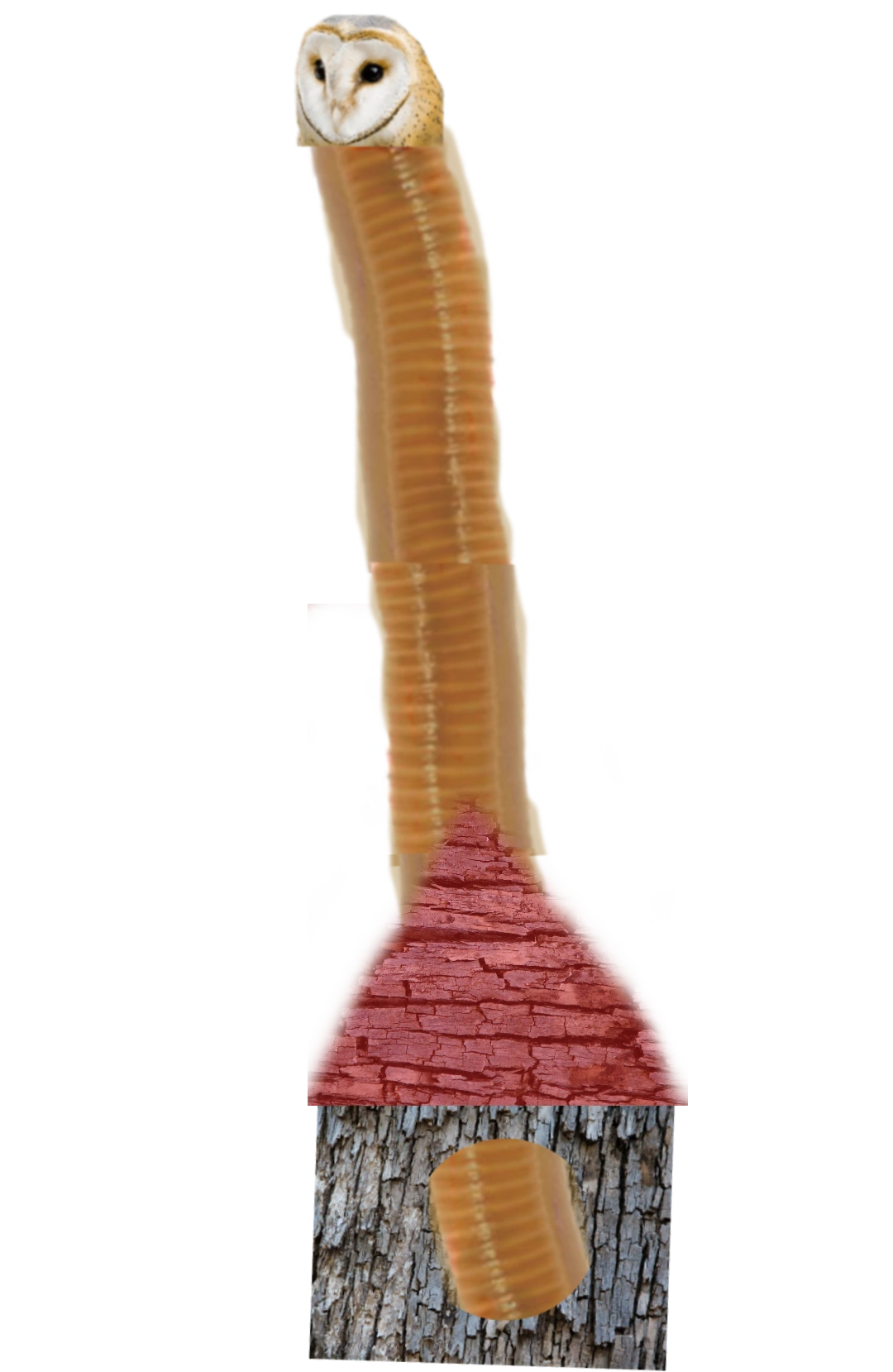 realistic hooty | Fandom